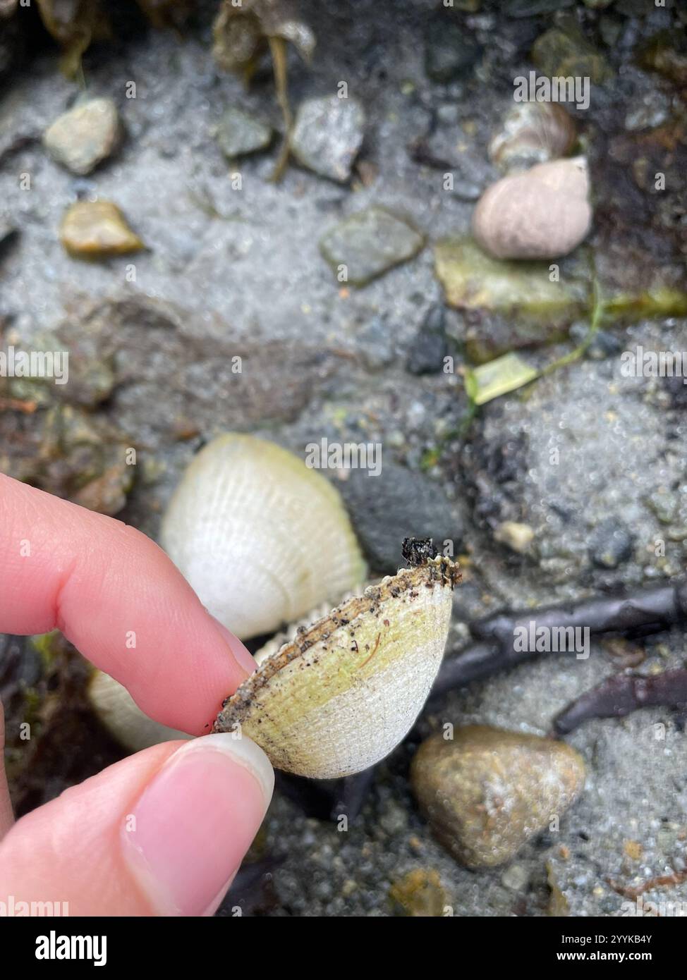 Common Cockle (Cerastoderma edule Stock Photo - Alamy
