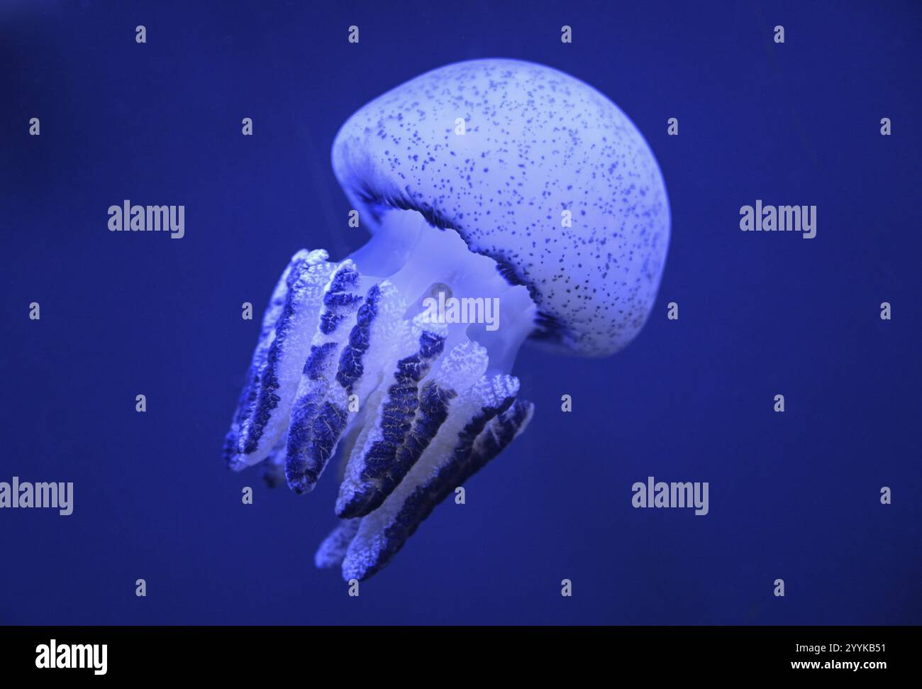 Root mouth jellyfish or blubber jellyfish (Catostylus townsendi) in a ...