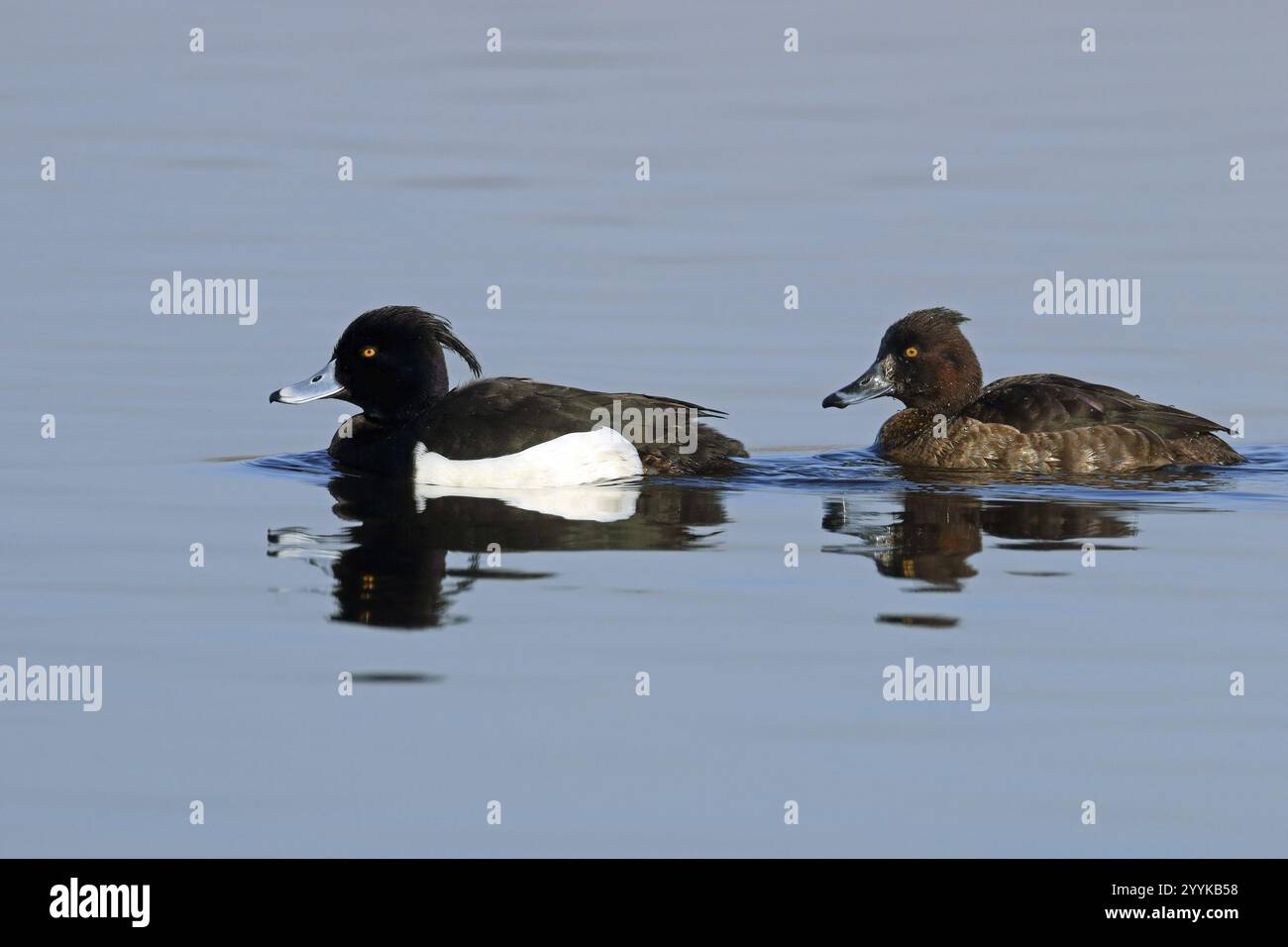Two tufted ducks aythya hi-res stock photography and images - Alamy