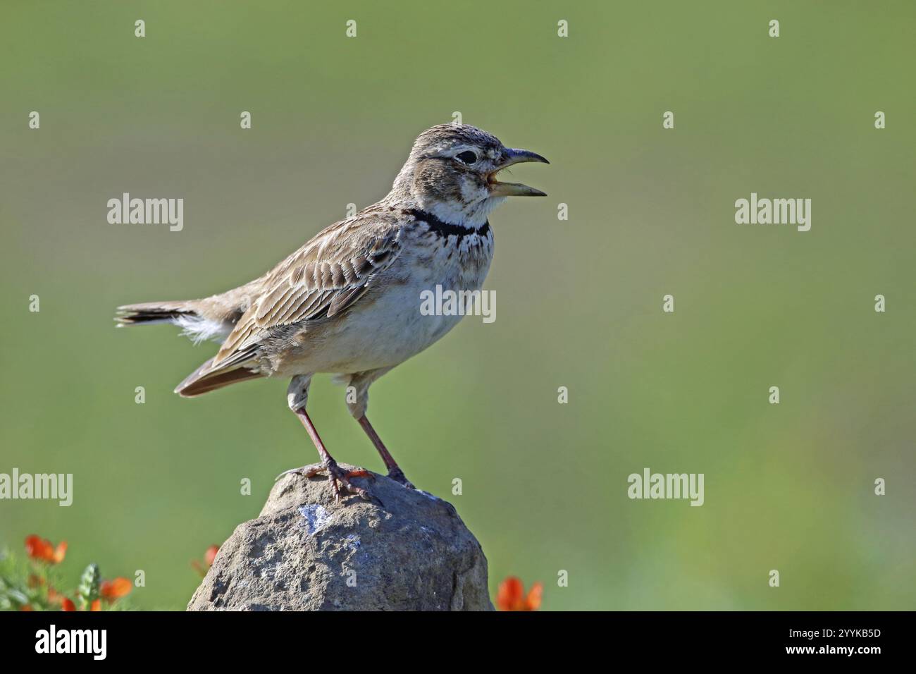 Calandra lark, Melanocorypha calandra, sings Stock Photo - Alamy