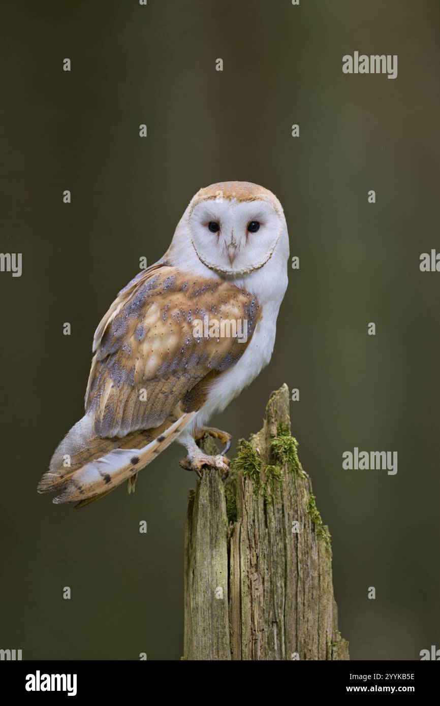 Southeastern bavaria hi-res stock photography and images - Alamy