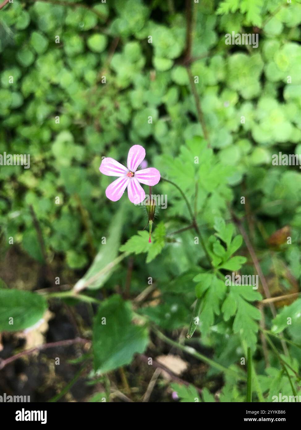 Little-Robin (Geranium purpureum Stock Photo - Alamy