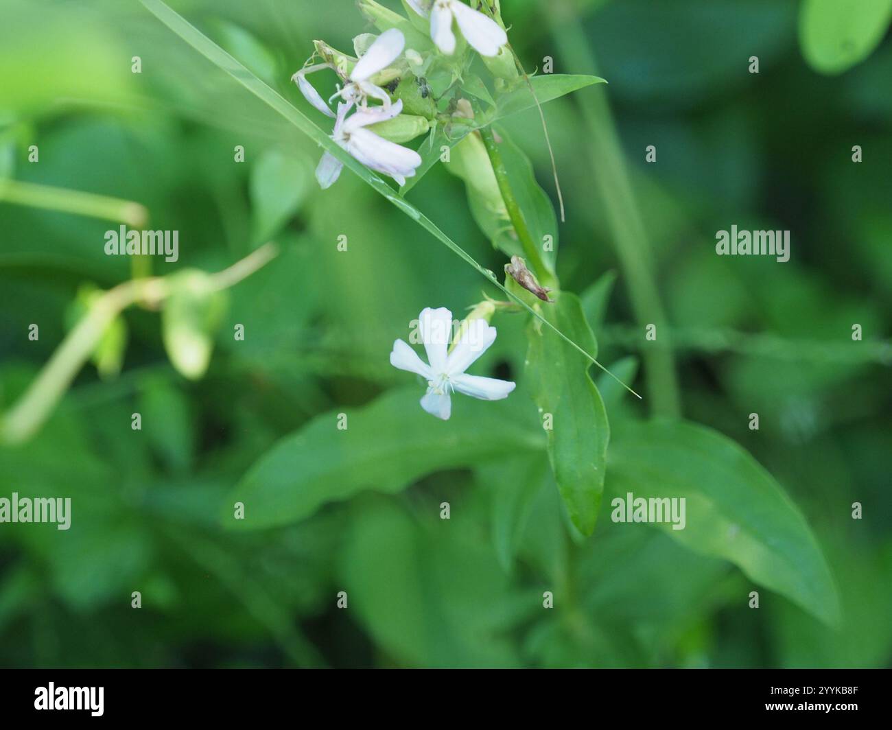 common soapwort (Saponaria officinalis Stock Photo - Alamy
