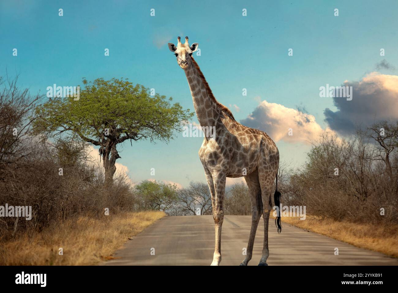 African giraffe, safari animal crossing the road, Chobe national park ...