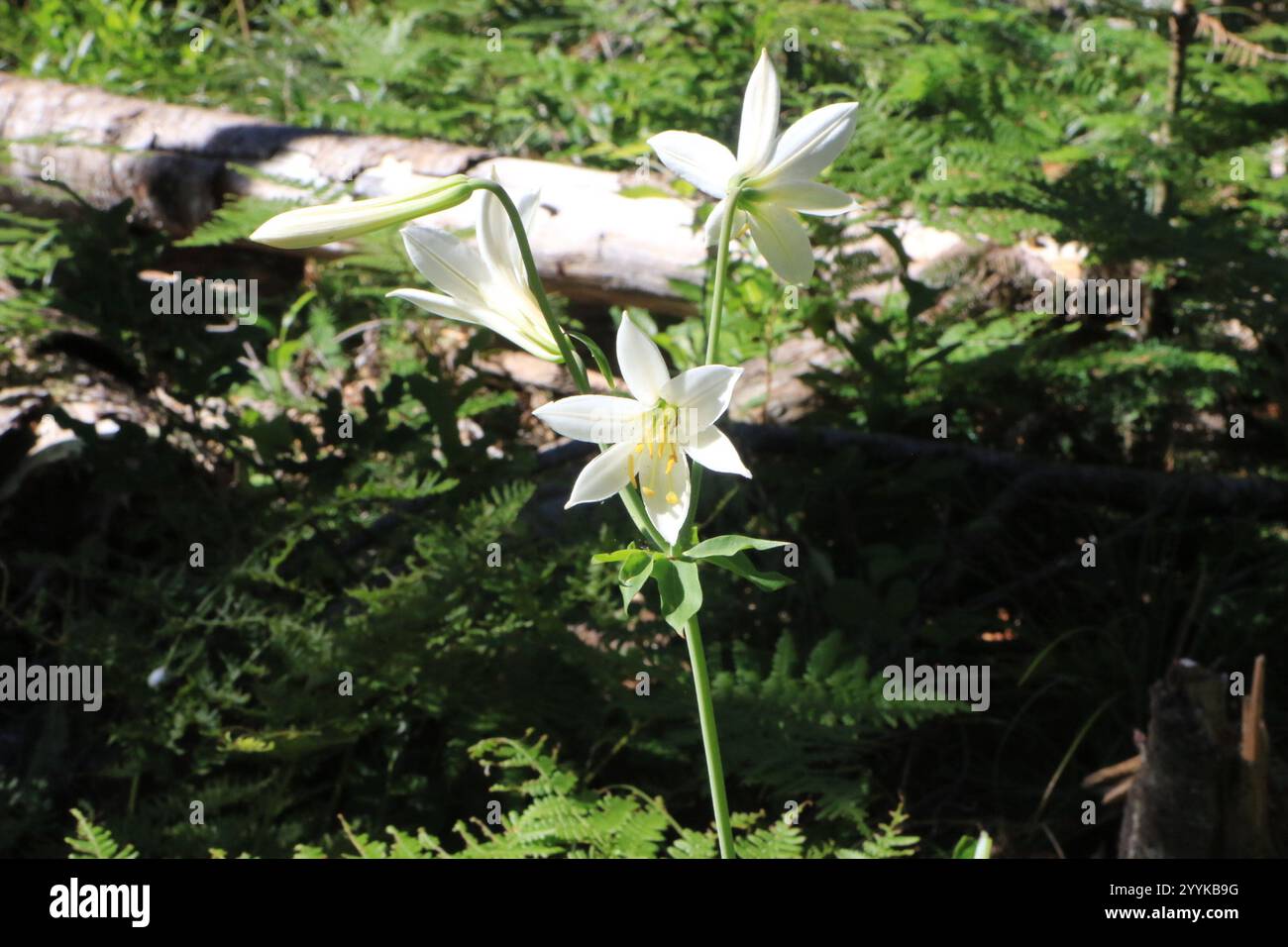 Washington lily (Lilium washingtonianum Stock Photo - Alamy