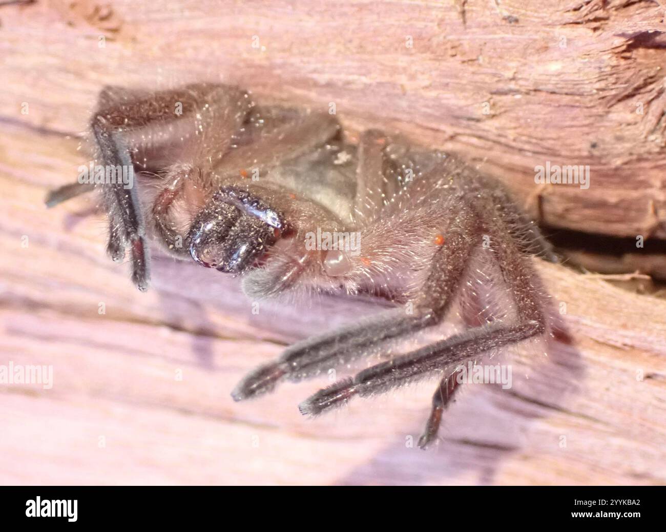 Social Huntsman Spider (Delena cancerides Stock Photo - Alamy