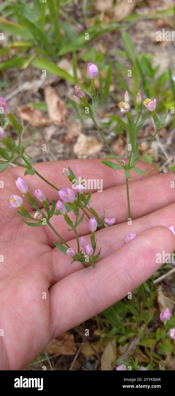 Lesser Centaury (Centaurium pulchellum Stock Photo - Alamy