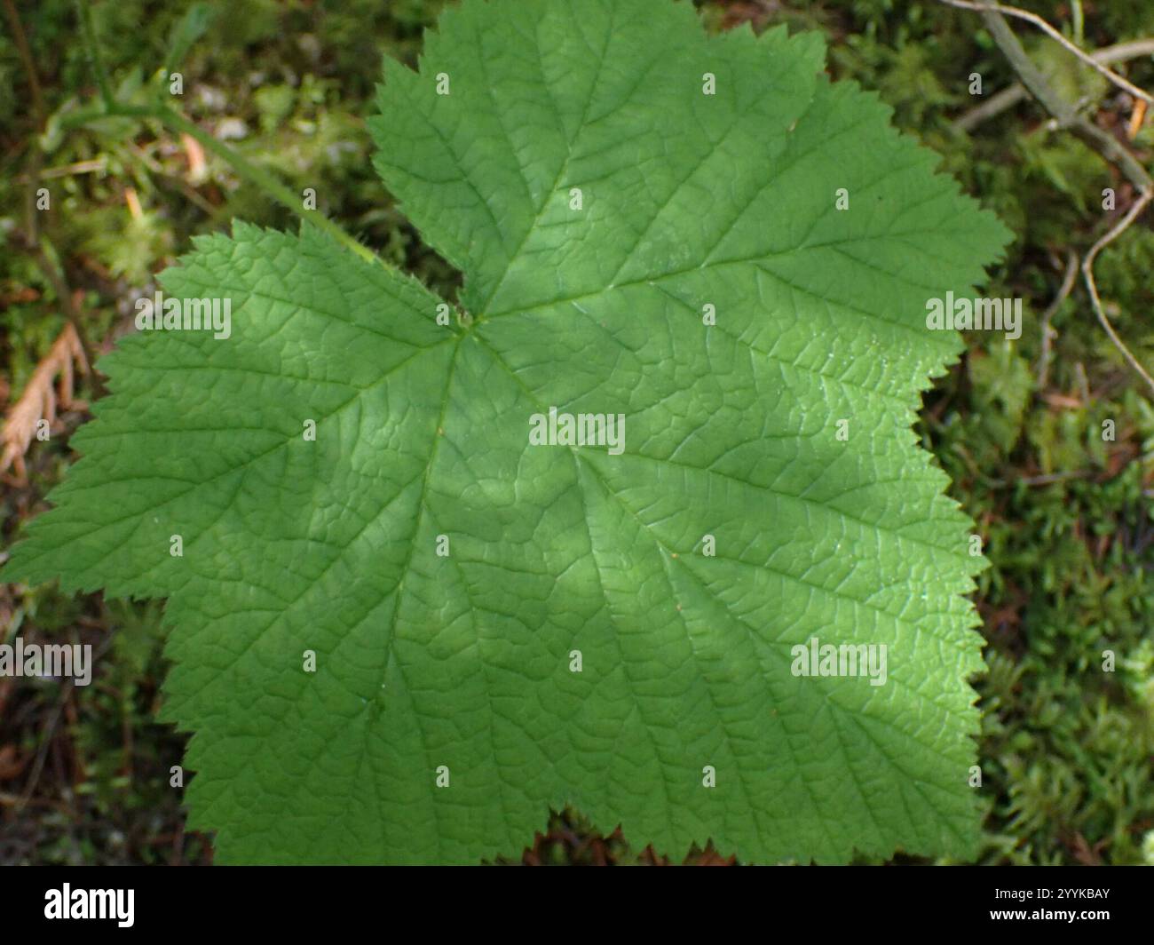 thimbleberry (Rubus parviflorus Stock Photo - Alamy