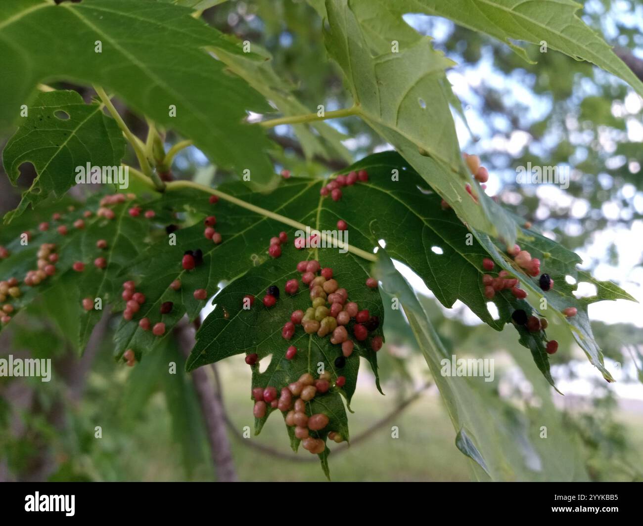 Maple Bladdergall Mite (Vasates quadripedes Stock Photo - Alamy