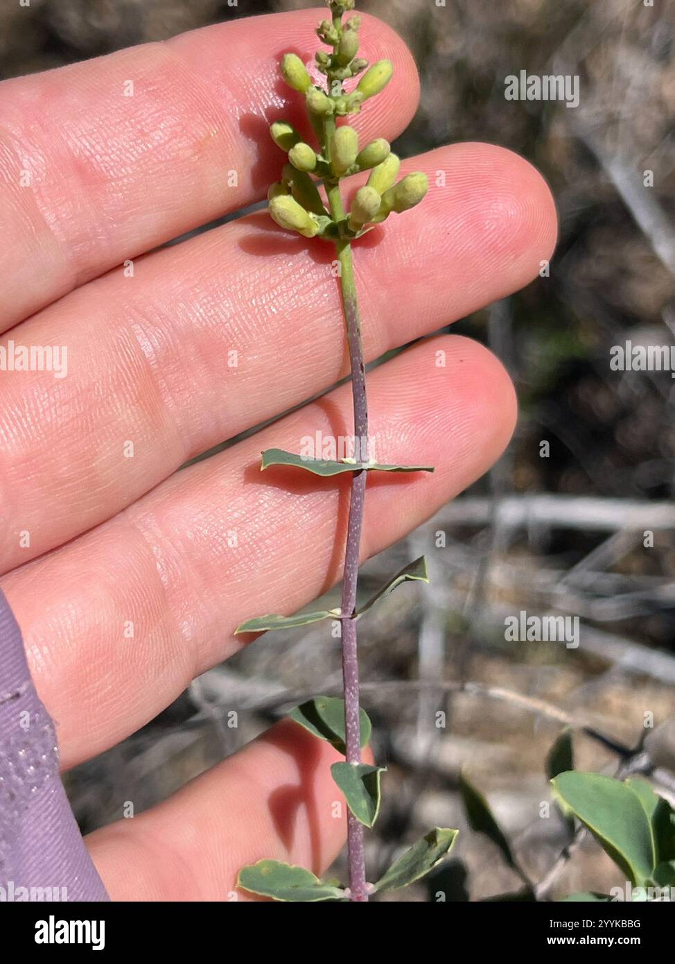 chaparral honeysuckle (Lonicera interrupta Stock Photo - Alamy