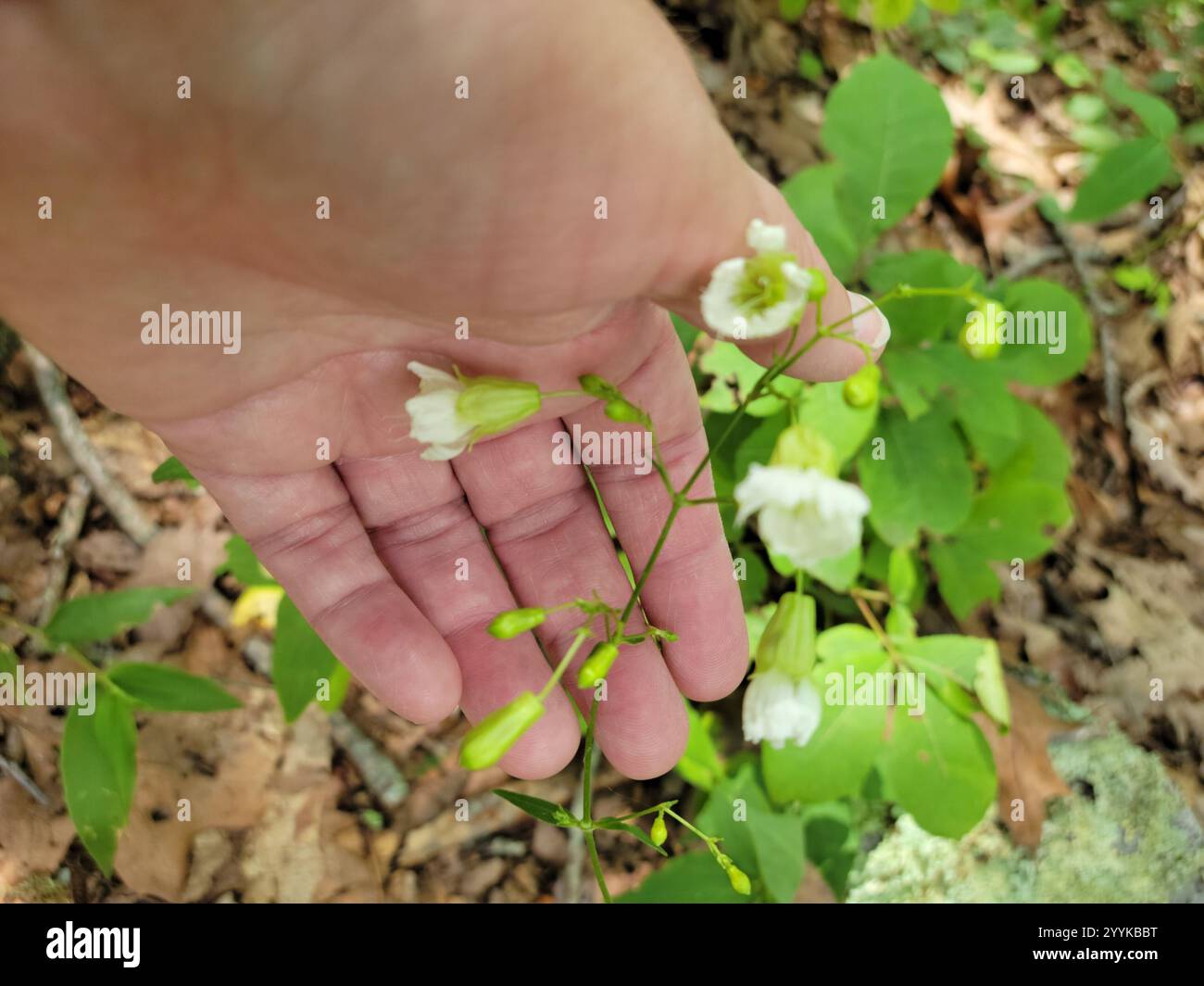 starry campion (Silene stellata Stock Photo - Alamy