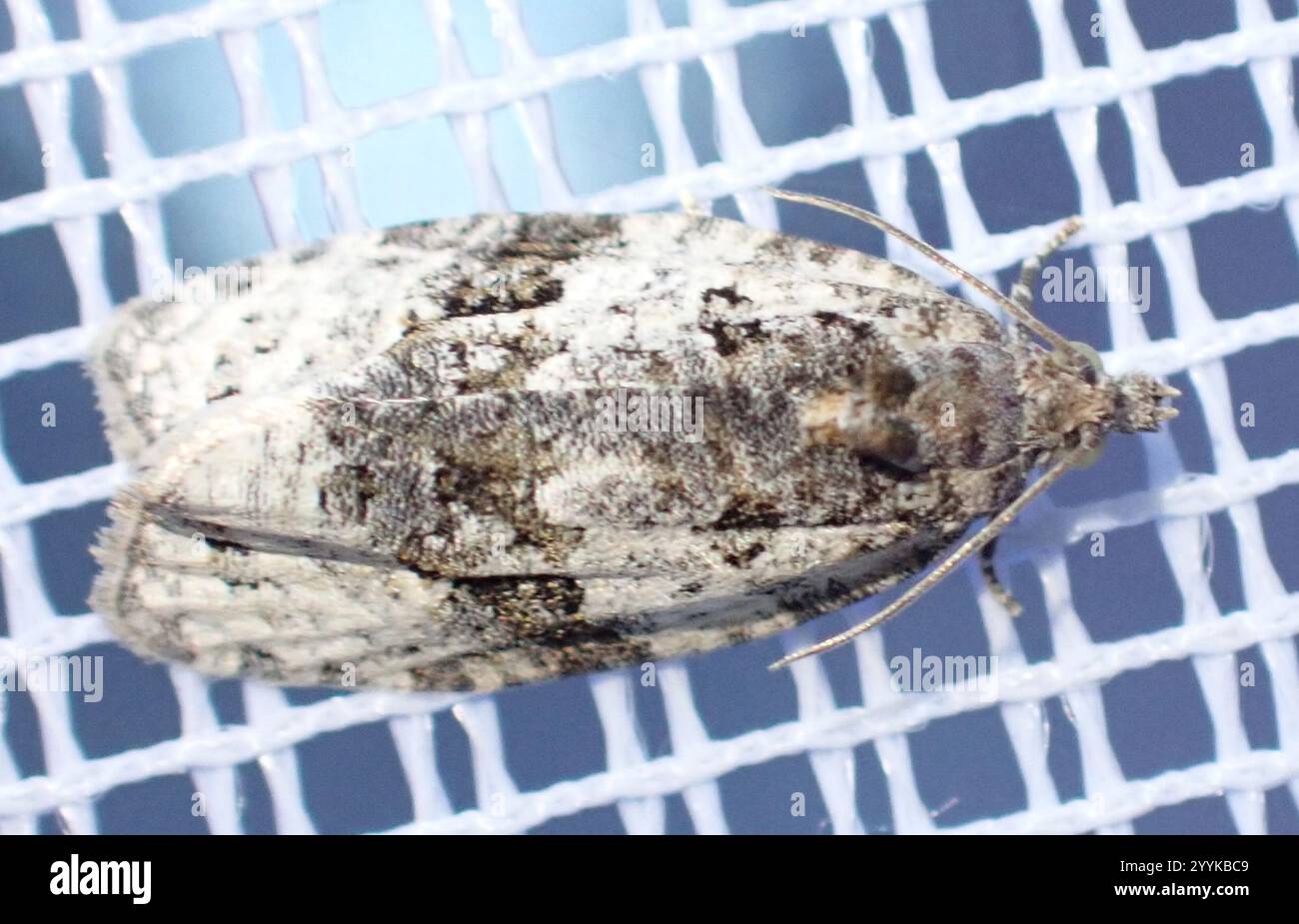 Willow Marble (Apotomis lineana Stock Photo - Alamy