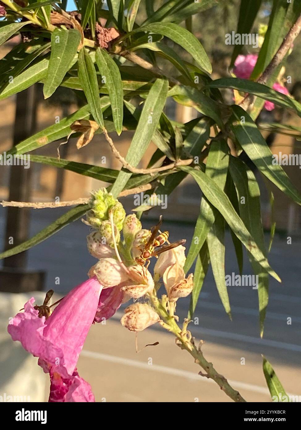 Guinea Paper Wasp (Polistes exclamans Stock Photo - Alamy