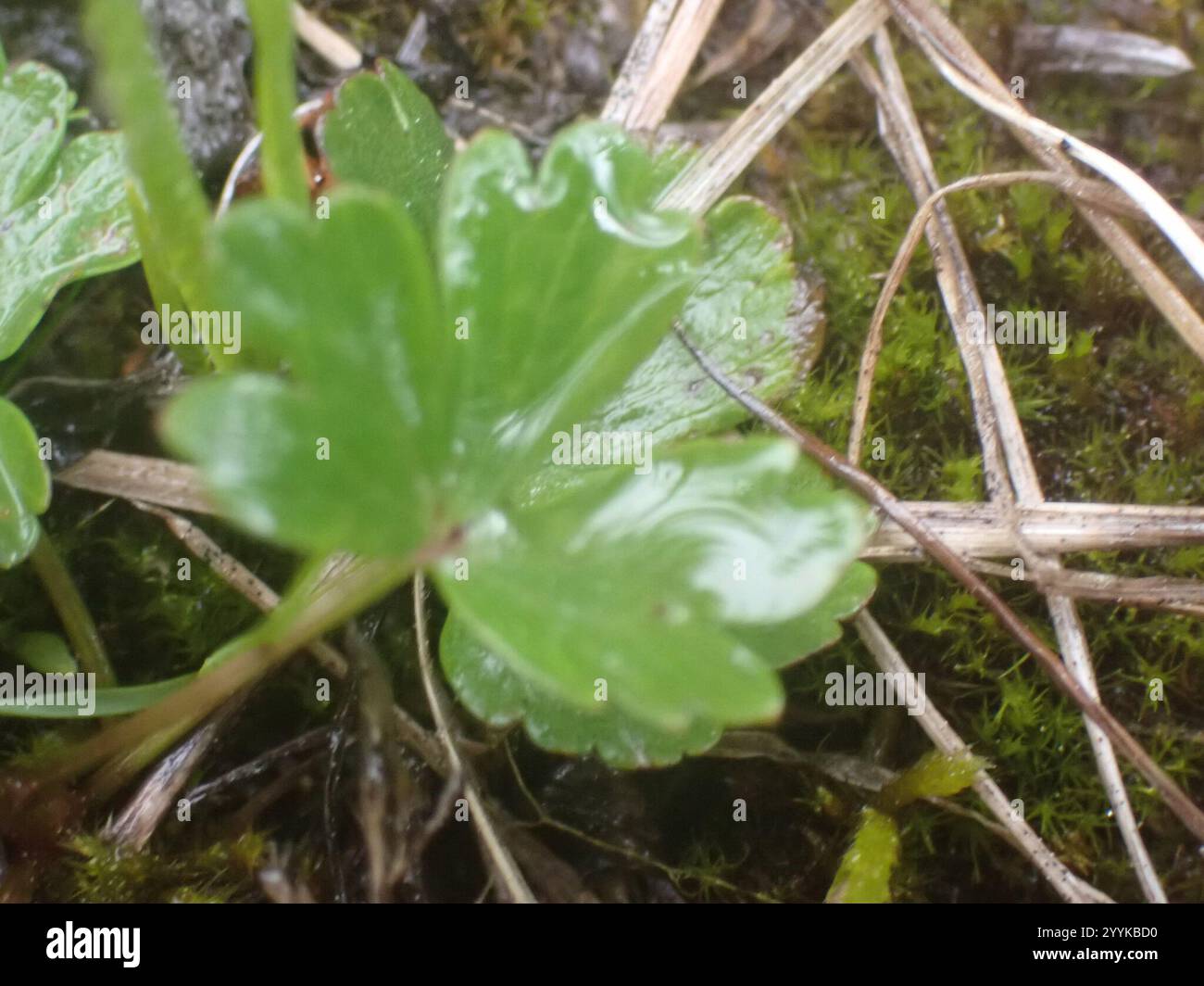 Small-flower Anemone (Anemone parviflora Stock Photo - Alamy