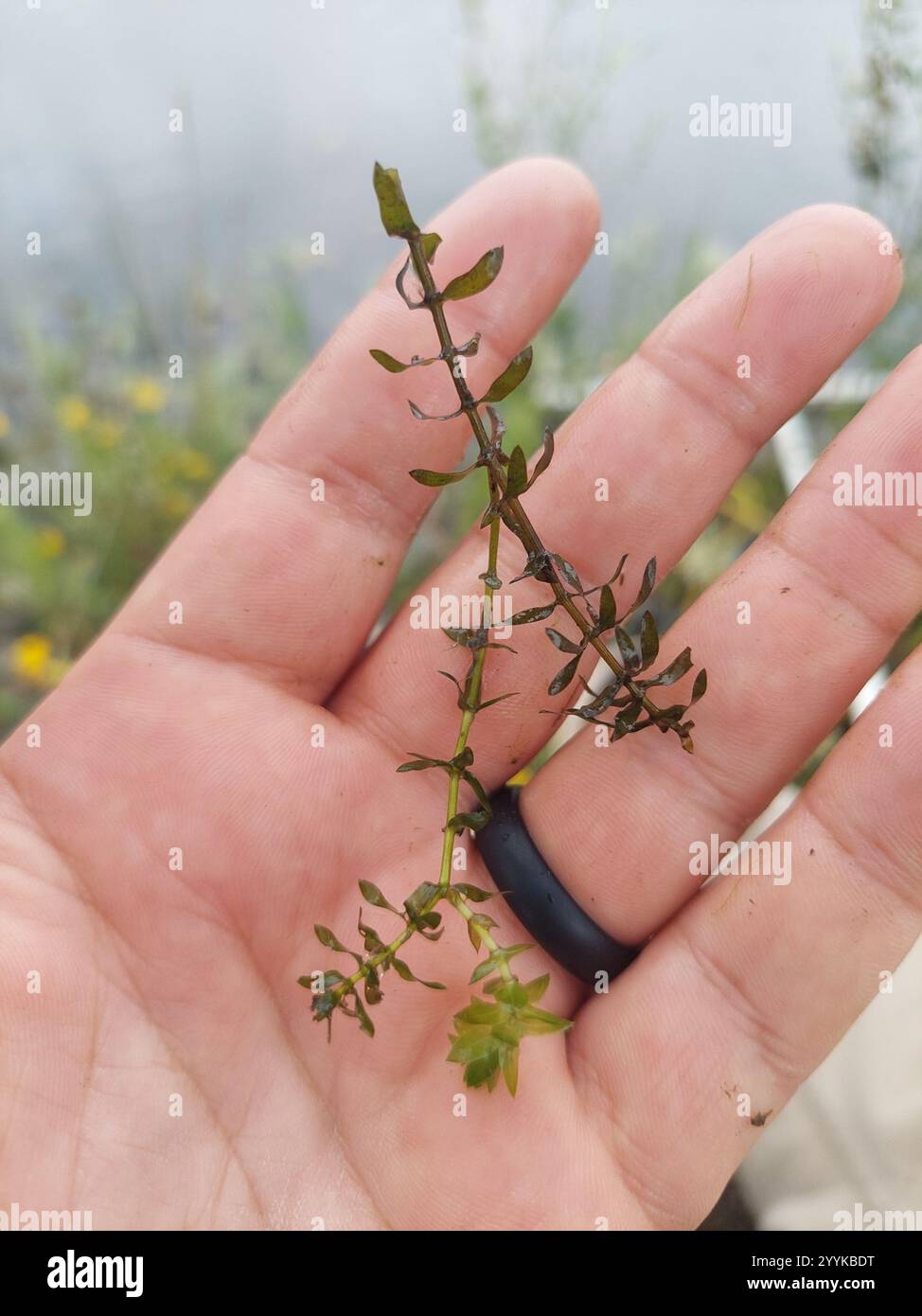 Canadian Waterweed (Elodea canadensis Stock Photo - Alamy
