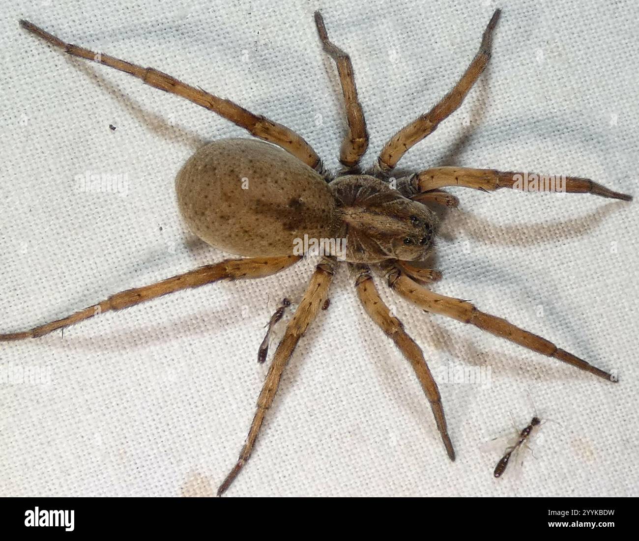 Burrow-living Wolf Spiders (Hogna Stock Photo - Alamy