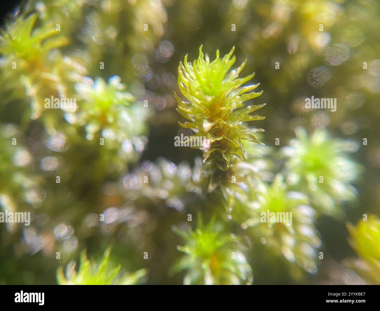 Yellow Fringe-moss (Racomitrium aciculare Stock Photo - Alamy