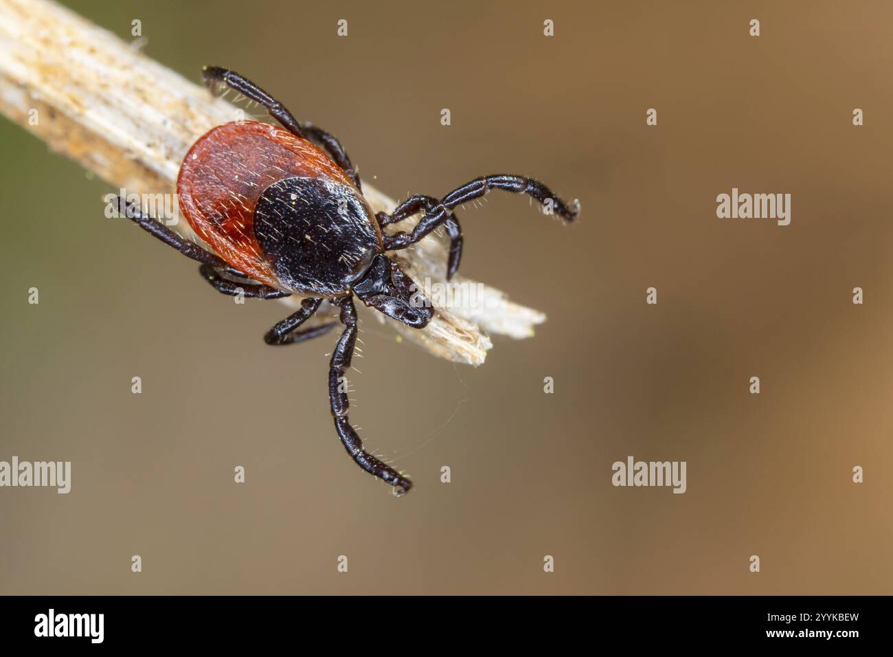 Castor Bean Tick, Ixodes ricinus Stock Photo - Alamy