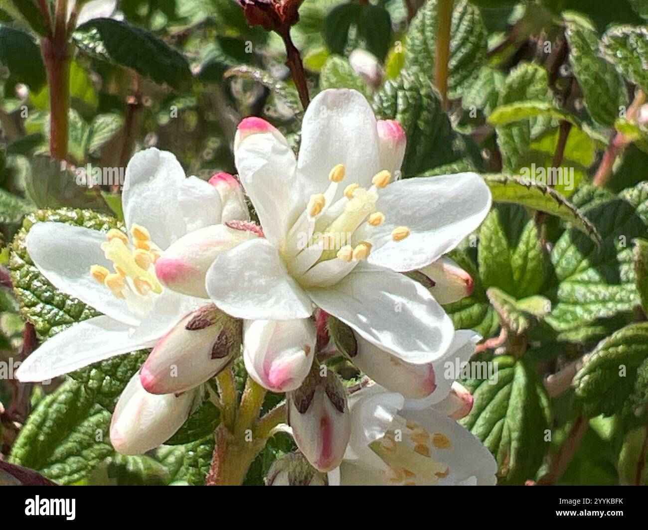 fivepetal cliffbush (Jamesia americana Stock Photo - Alamy