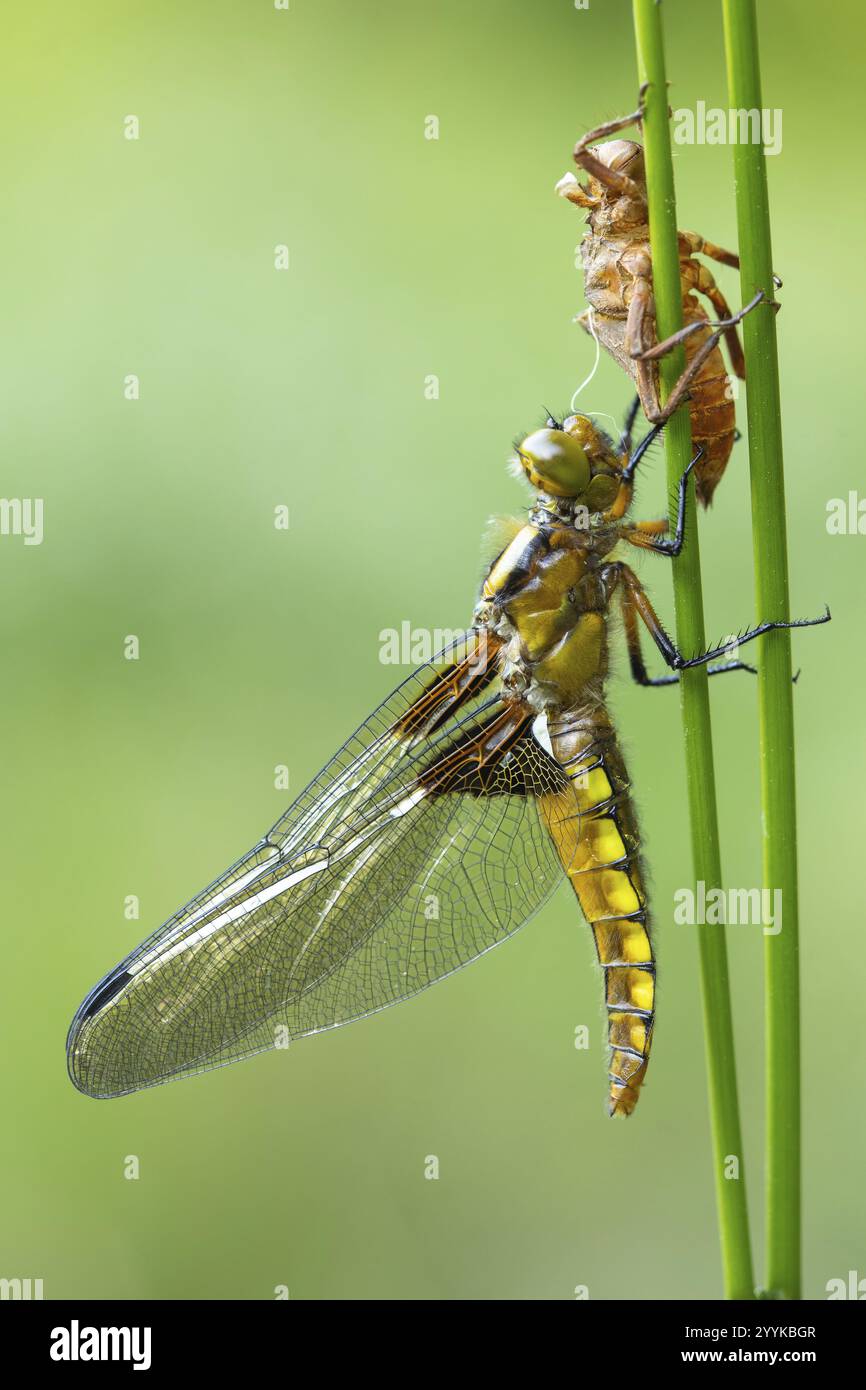 Four-spot, Libellula quadrimaculata, freshly hatched, larva Stock Photo ...