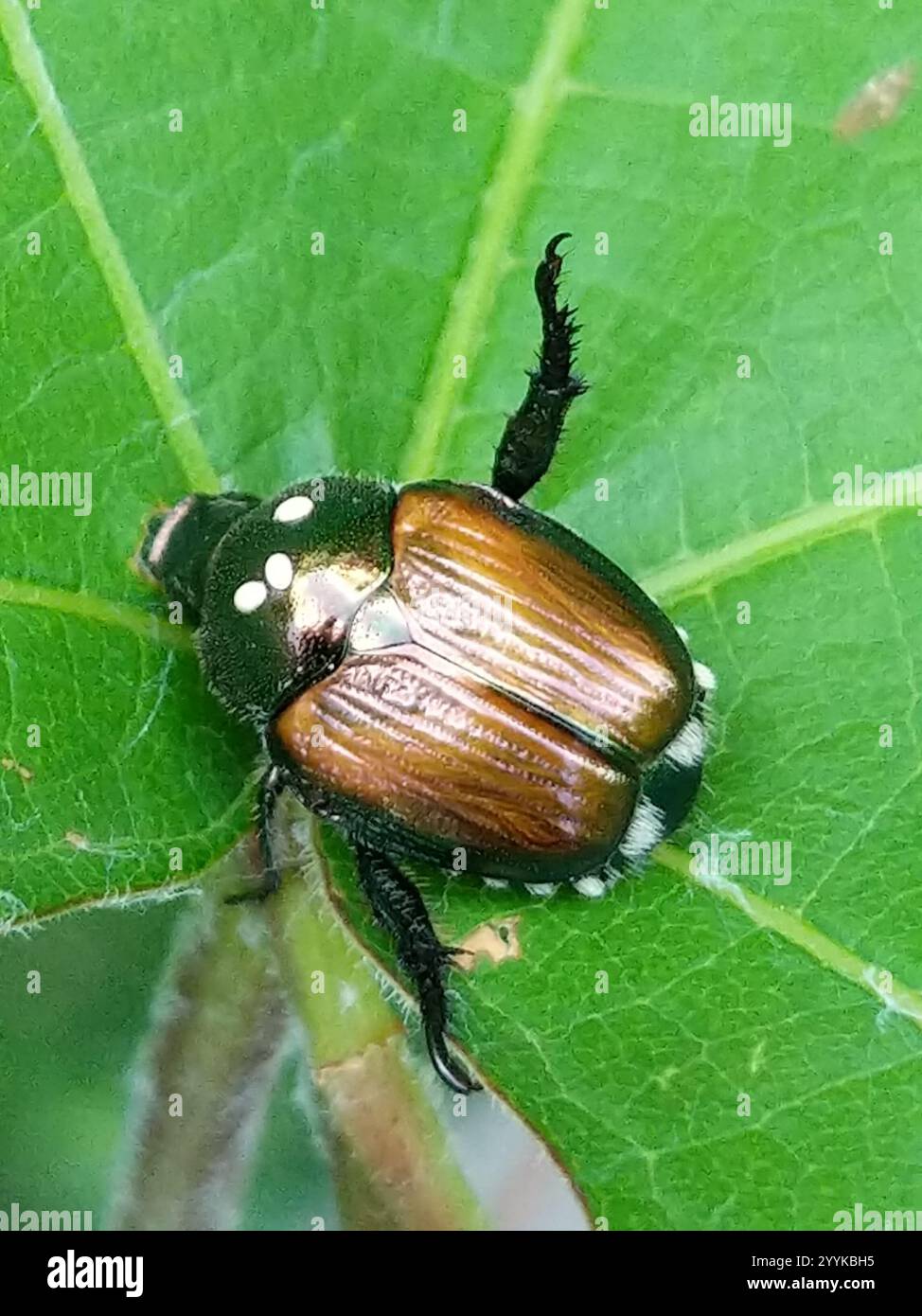 Winsome Fly (Istocheta aldrichi Stock Photo - Alamy