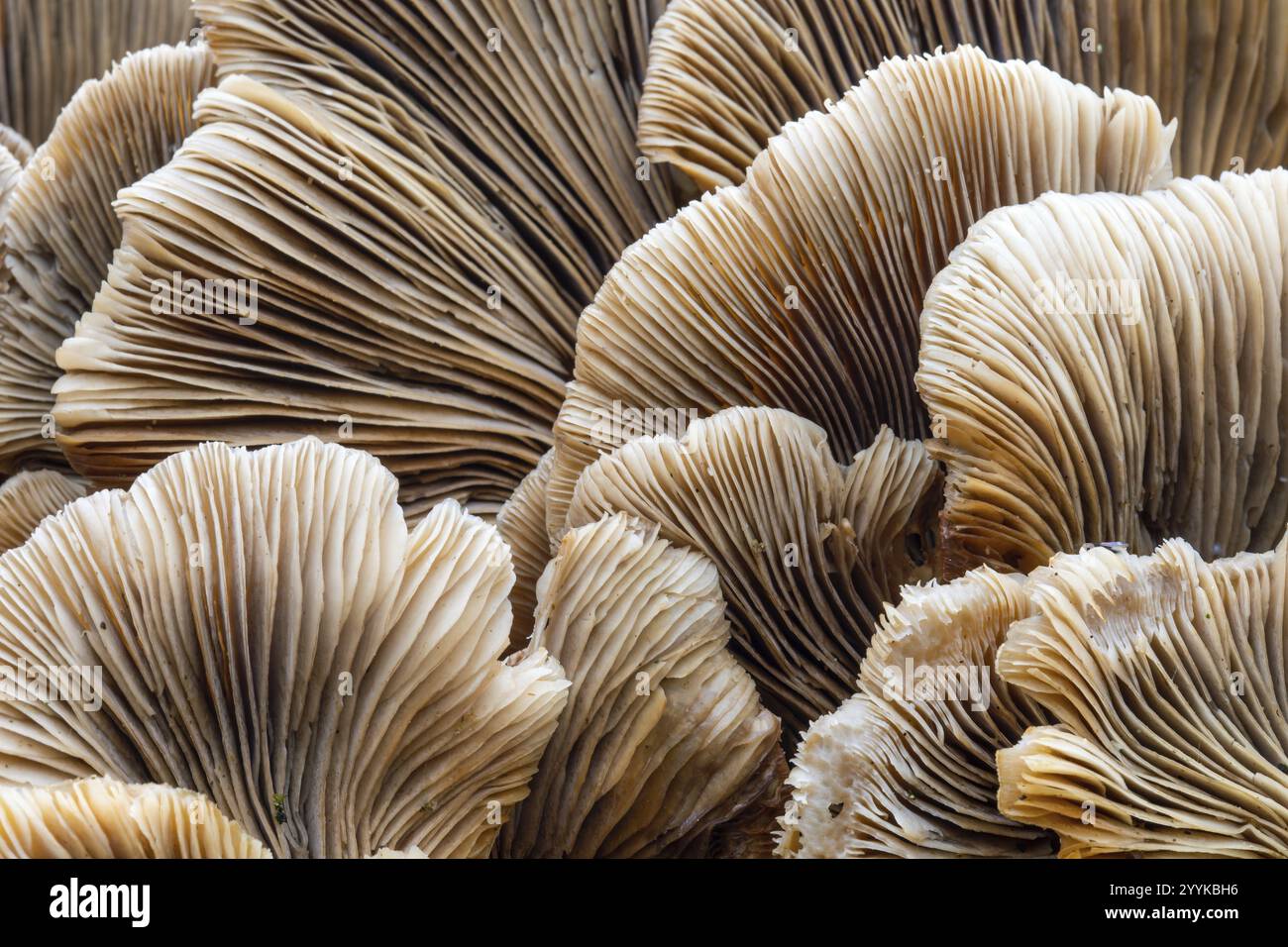 Underside mushroom, lamellae, tree fungus Stock Photo - Alamy