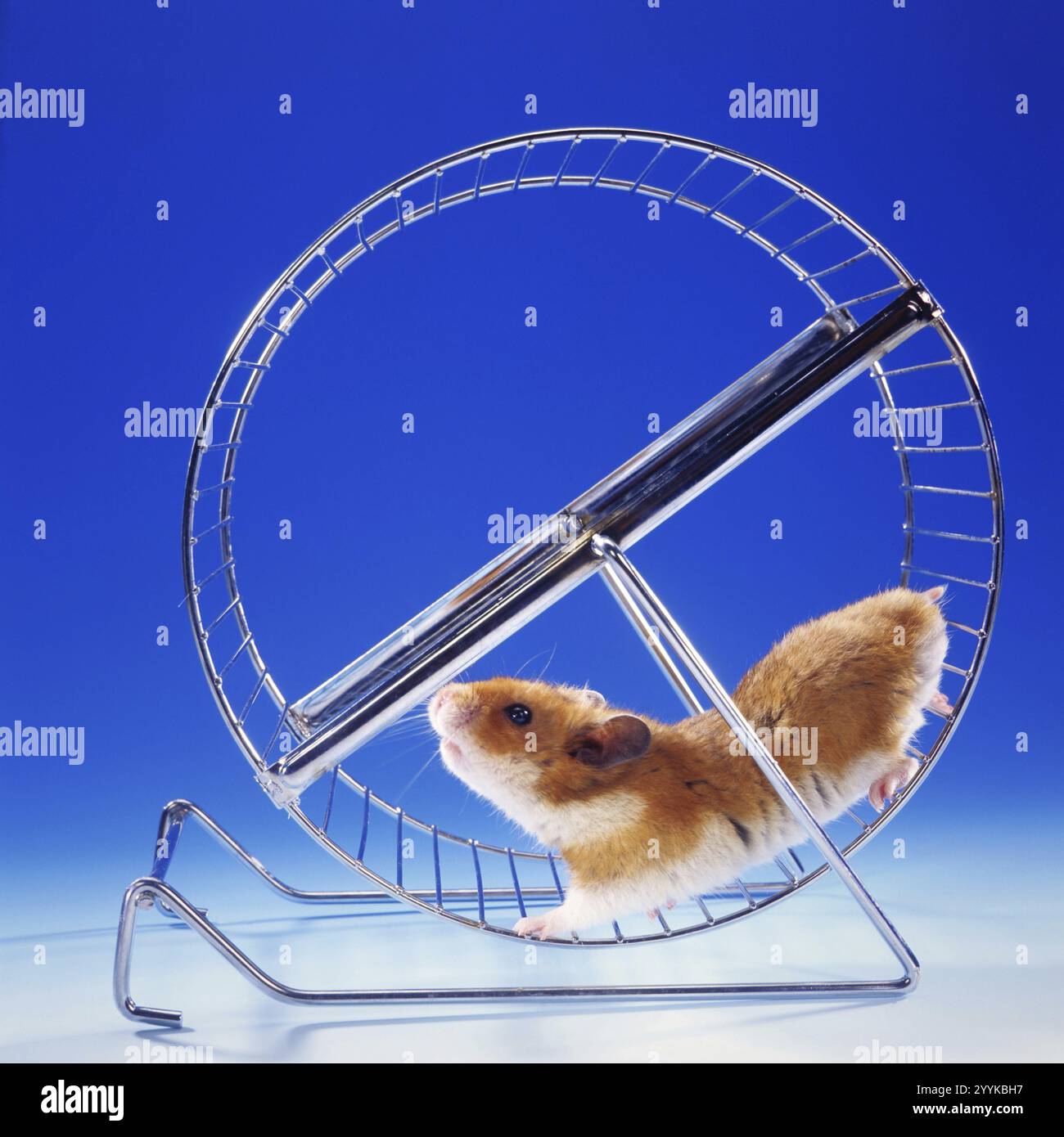 A golden hamster running in a hamster wheel, running wheel ...