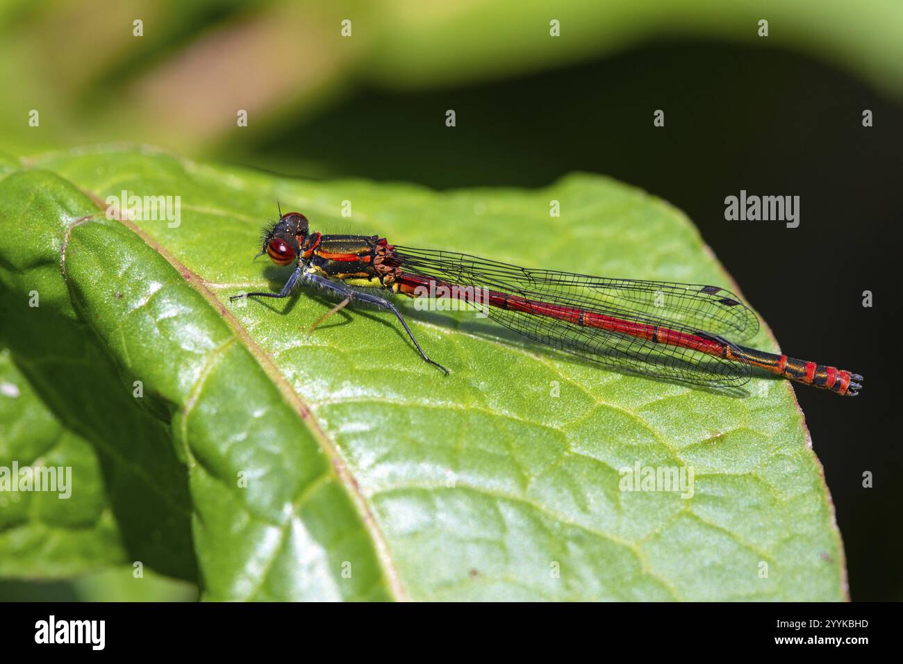 Large red damselfly, Pyrrhosoma nymphula Stock Photo - Alamy