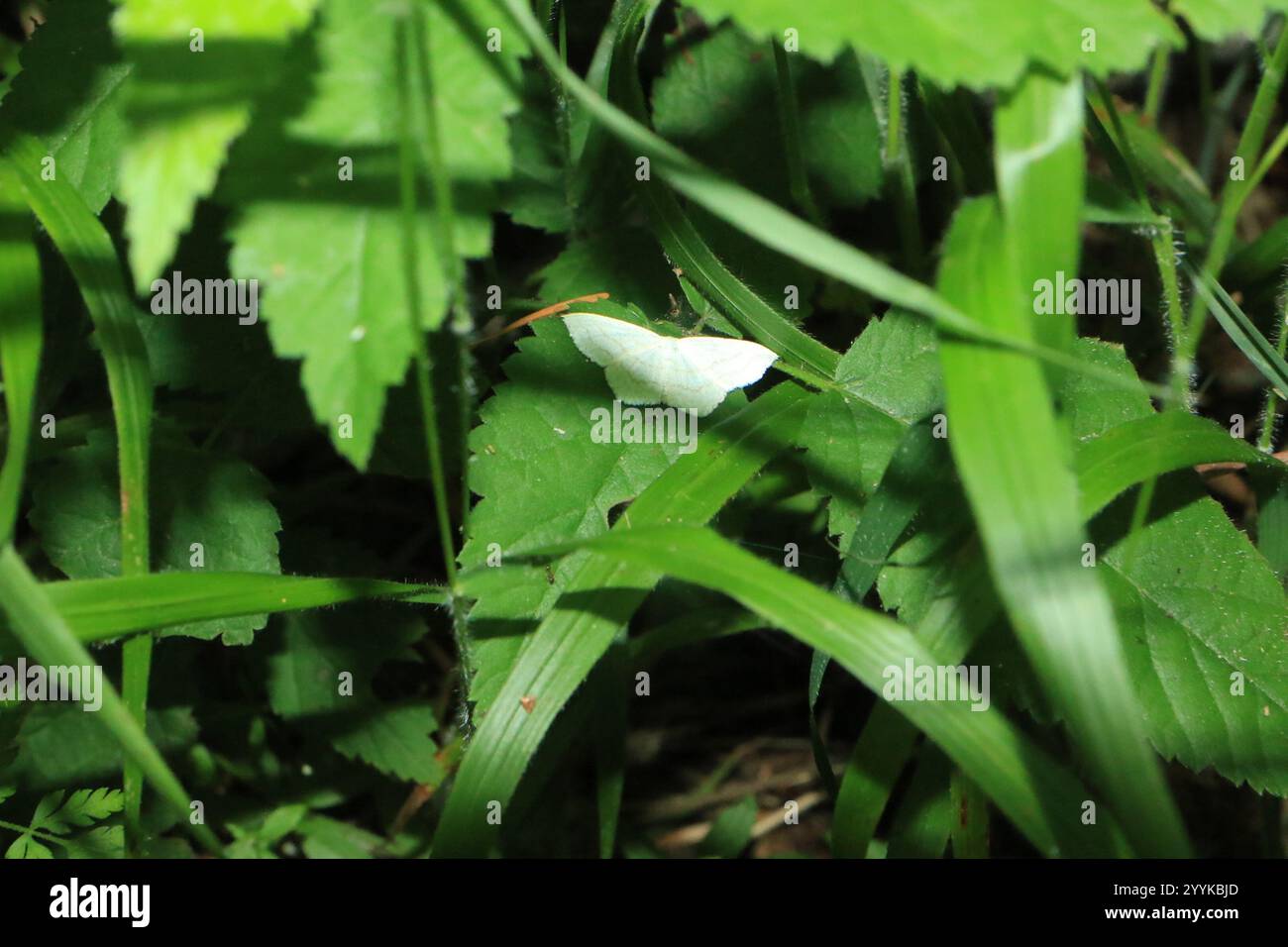 Geometer Moths (Geometridae Stock Photo - Alamy