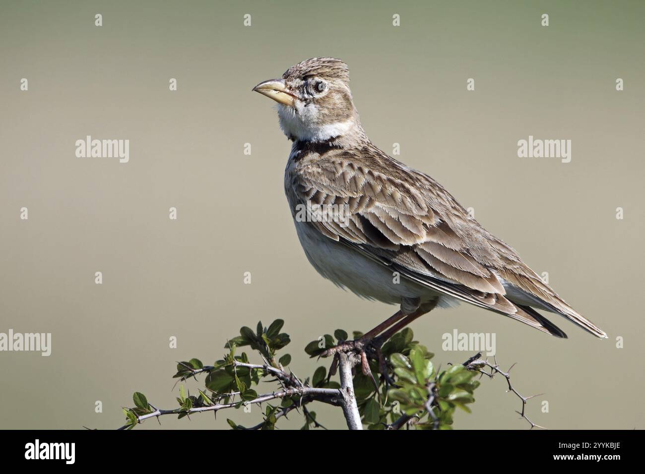Calender lark, Melanocorypha calandra Stock Photo - Alamy