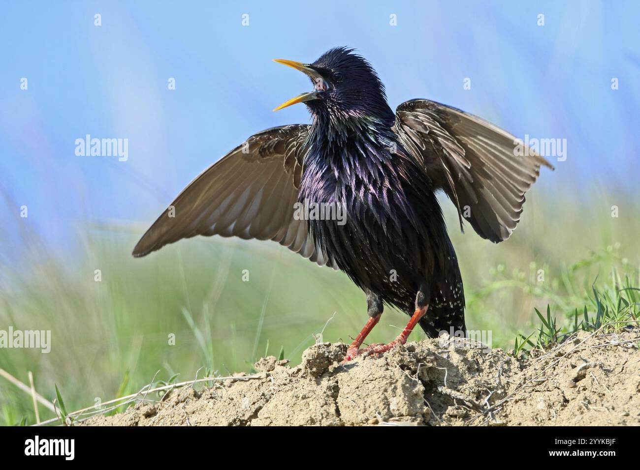 Starling, Sturnus vulgaris, courtship display, flapping wings Stock ...
