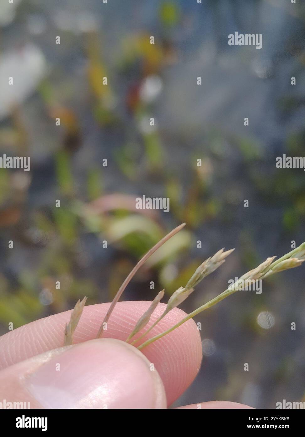 Salt Grass (Puccinellia Stock Photo - Alamy