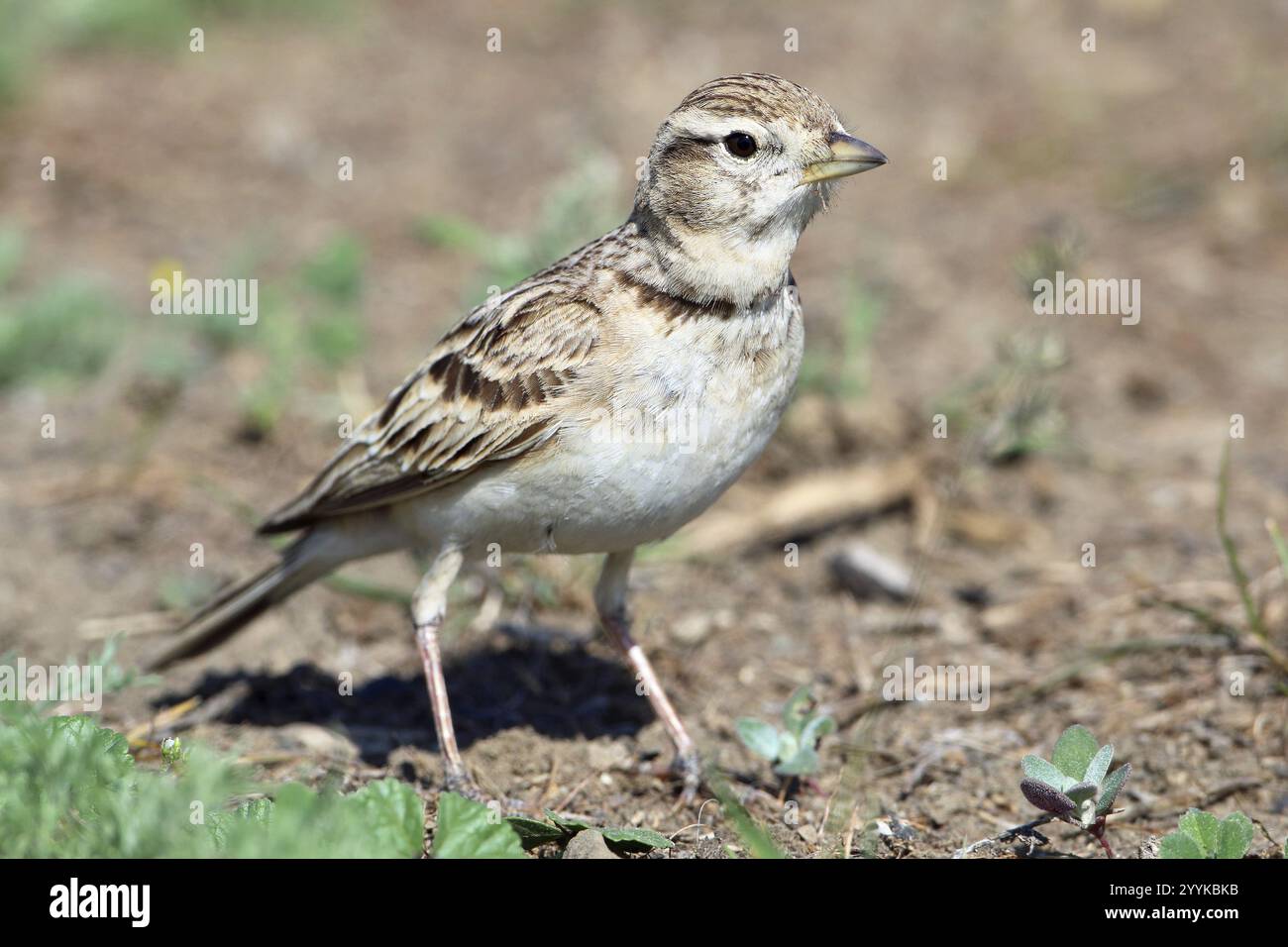Short-toed Lark, Calandrella brachydactyla Stock Photo - Alamy