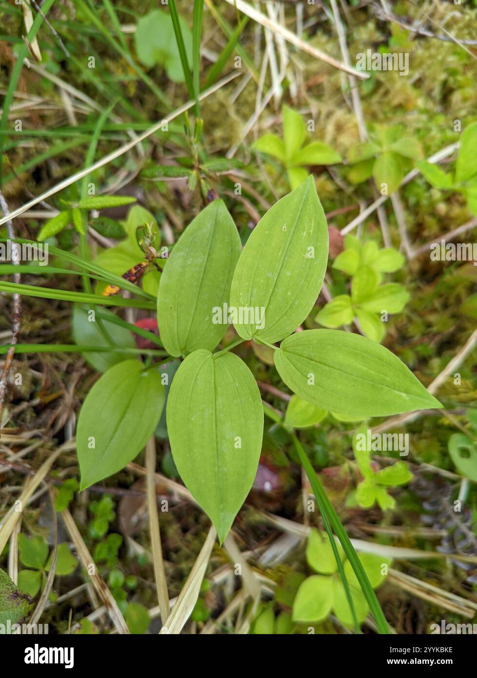 white twisted-stalk (Streptopus amplexifolius Stock Photo - Alamy