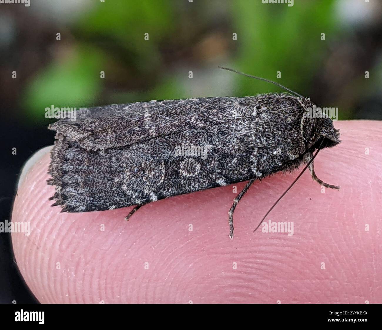 Cutworms and Dart Moths (Noctuinae Stock Photo - Alamy