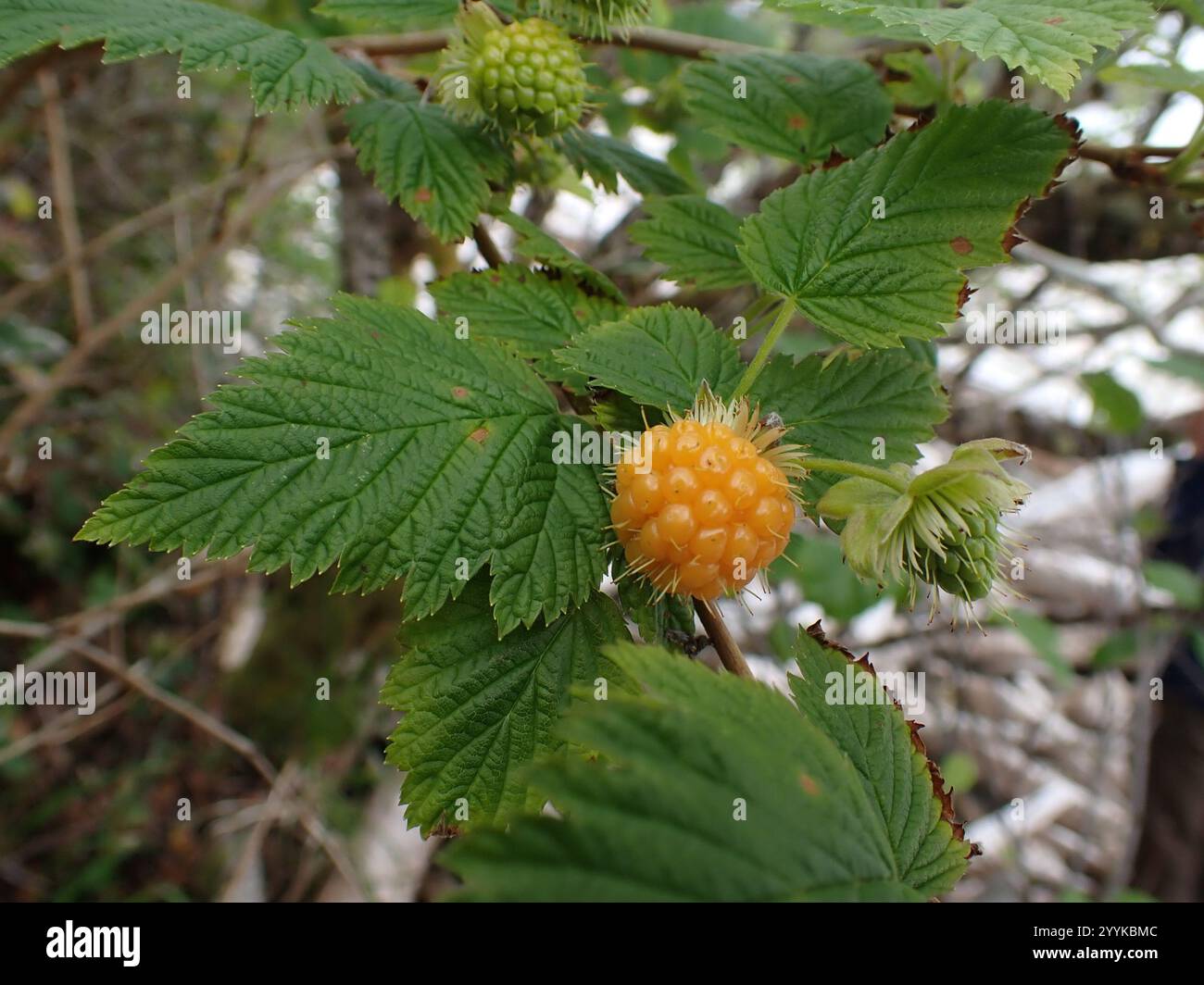 Salmonberry (Rubus spectabilis Stock Photo - Alamy