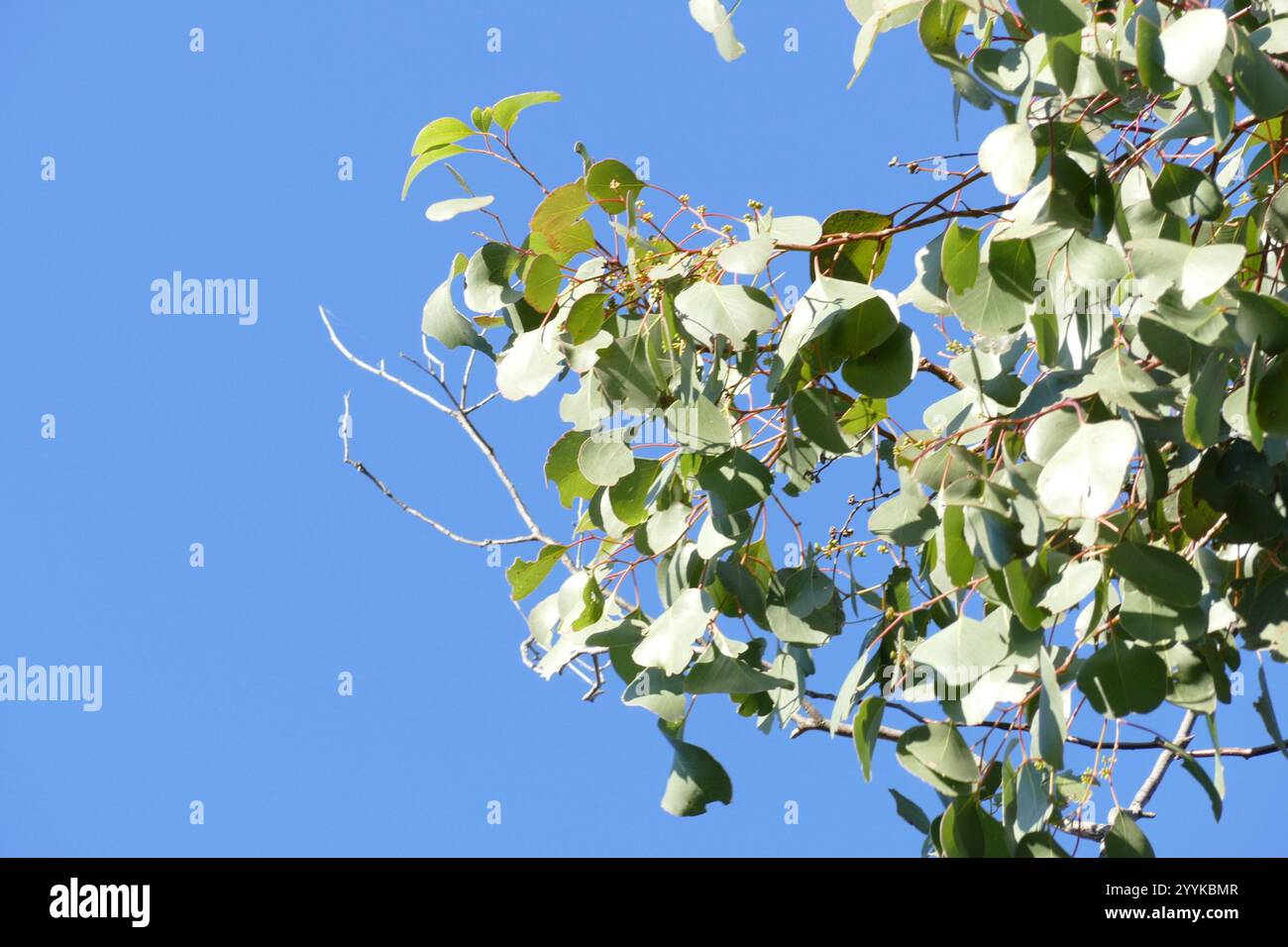 Poplar Box (Eucalyptus populnea Stock Photo - Alamy
