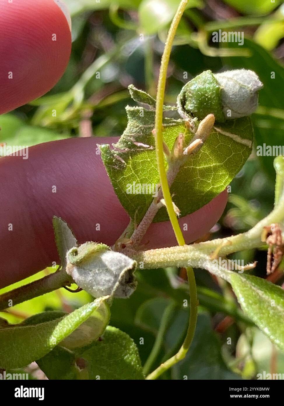 Oak Leaf Rolling Weevil (Homoeolabus analis Stock Photo - Alamy