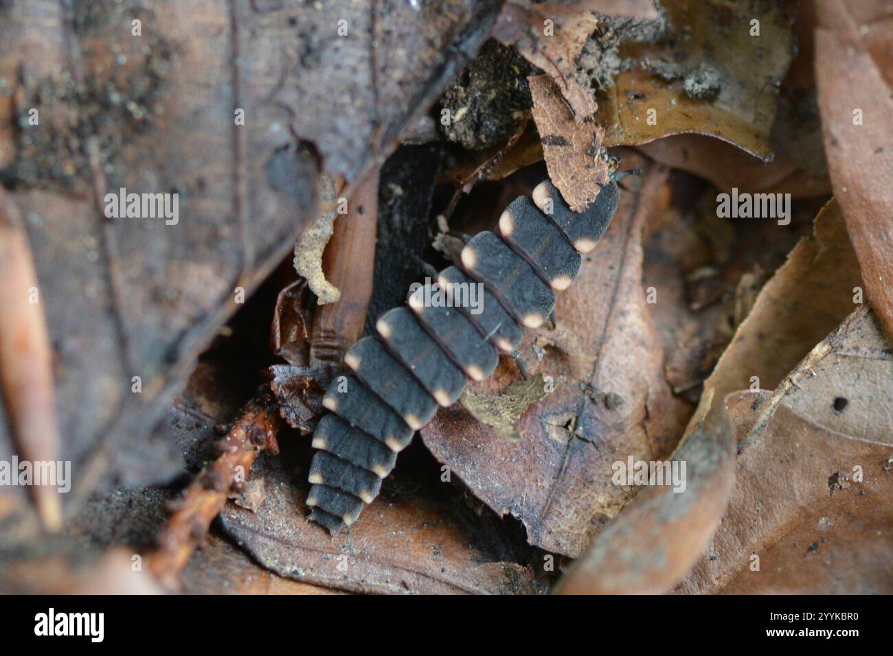 European Glow-worm (Lampyris noctiluca Stock Photo - Alamy