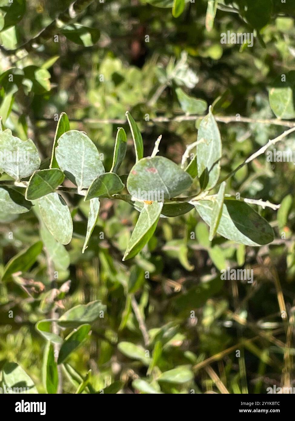 Queensland silver wattle (Acacia podalyriifolia Stock Photo - Alamy