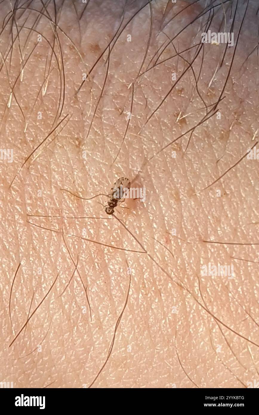 Barklice, Booklice, and Parasitic Lice (Psocodea Stock Photo - Alamy