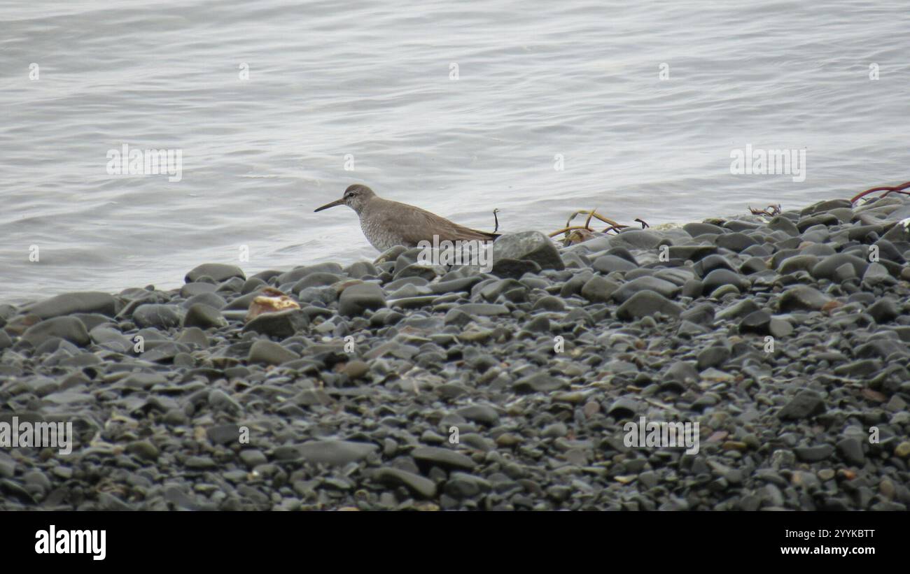 Grey tailed tattler tringa hi-res stock photography and images - Alamy