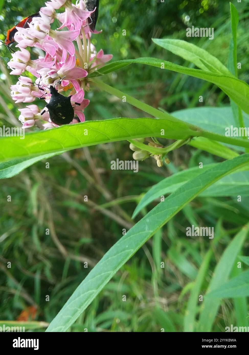 Black Stink Bug (Proxys punctulatus Stock Photo - Alamy