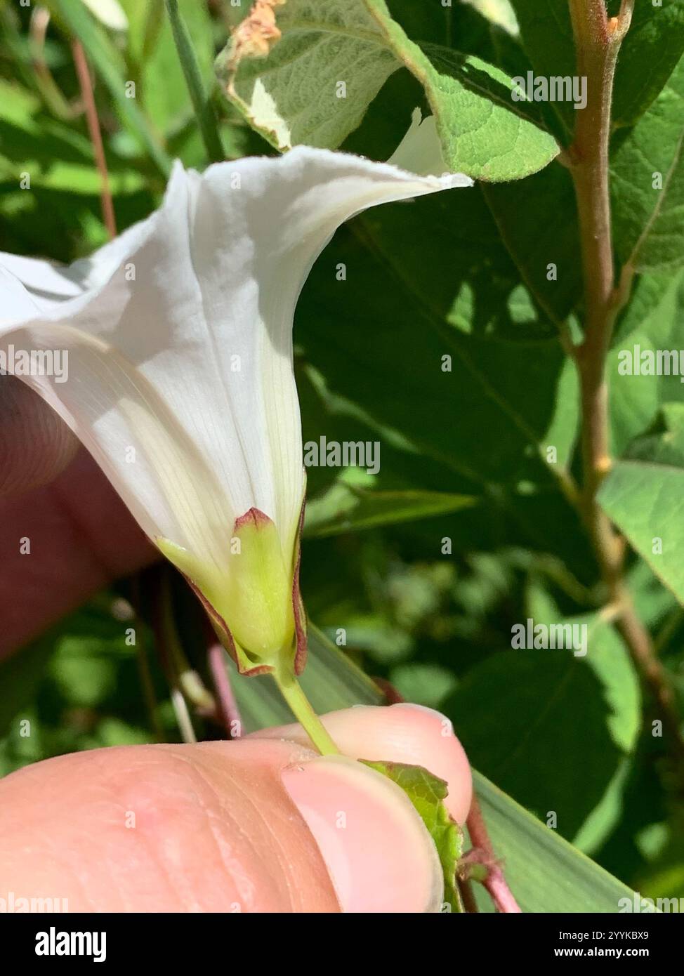 creeping hedge bindweed (Calystegia sepium angulata Stock Photo - Alamy