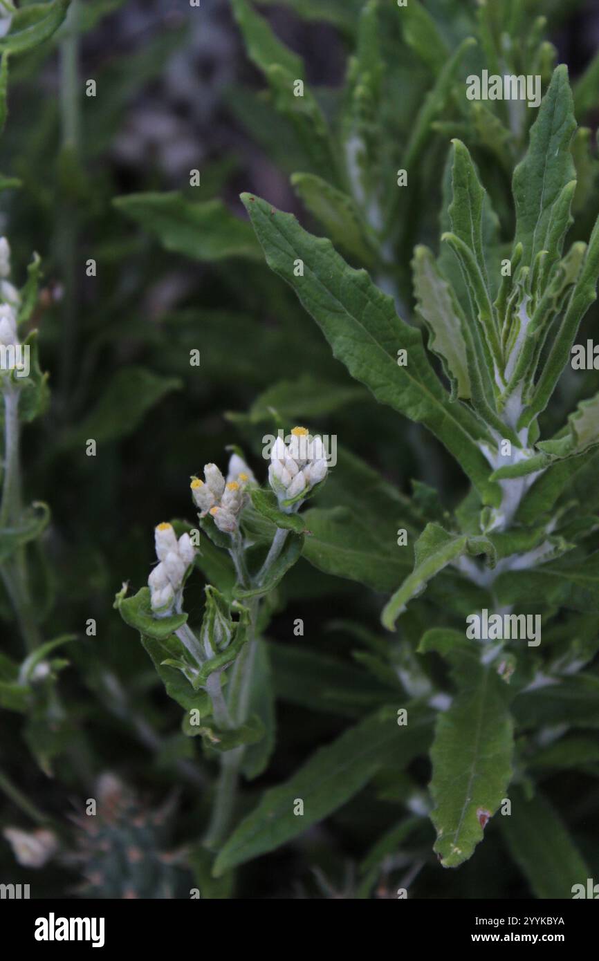 two-color rabbit tobacco (Pseudognaphalium biolettii Stock Photo - Alamy