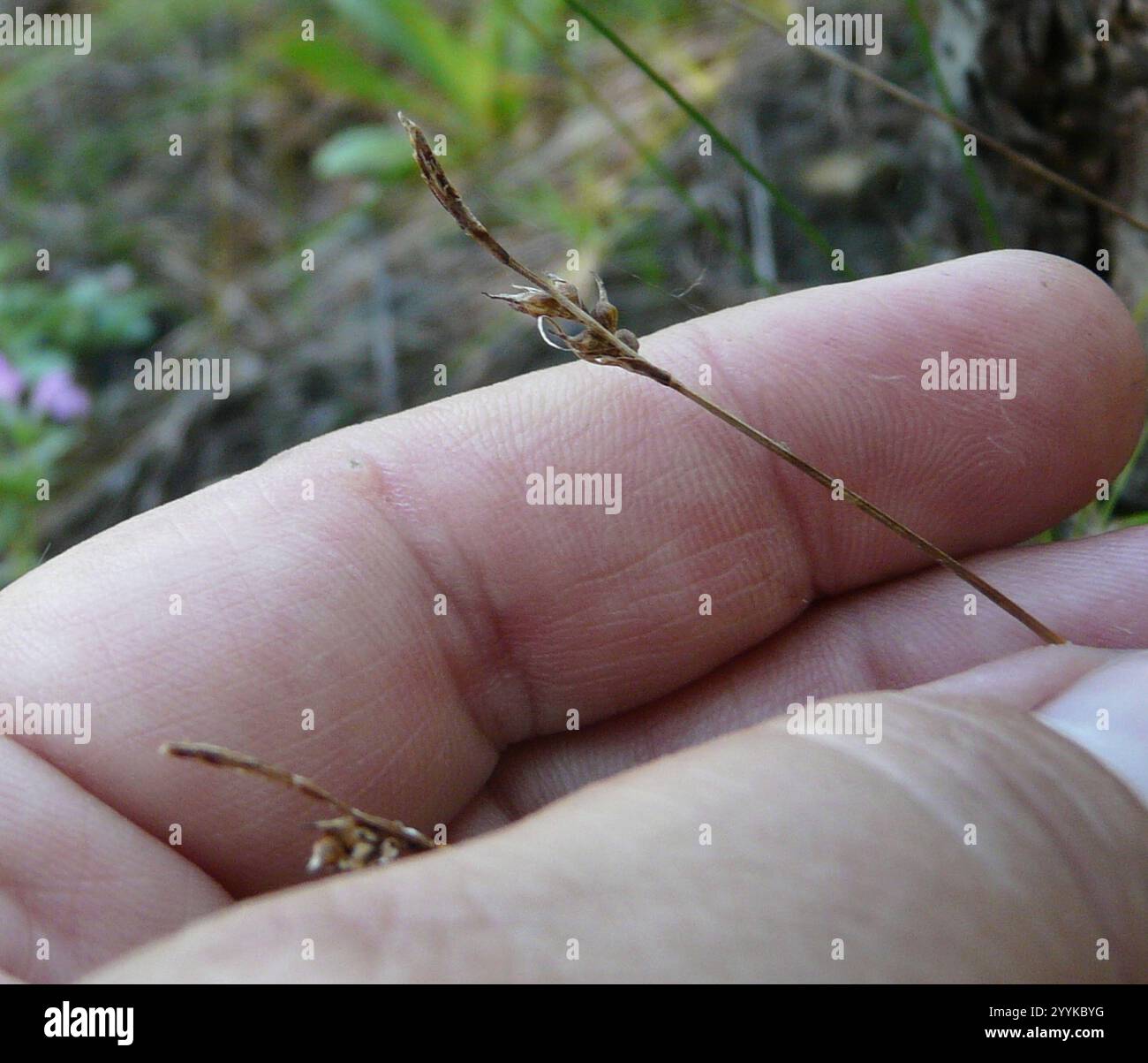weak arctic sedge (Carex supina Stock Photo - Alamy