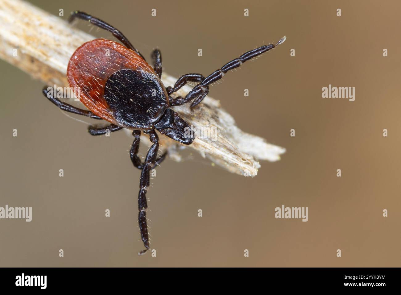 Tick scale hi-res stock photography and images - Alamy