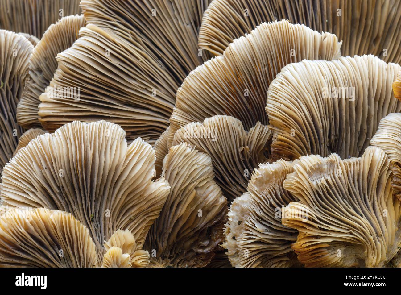 Underside mushroom, lamellae, tree fungus Stock Photo - Alamy