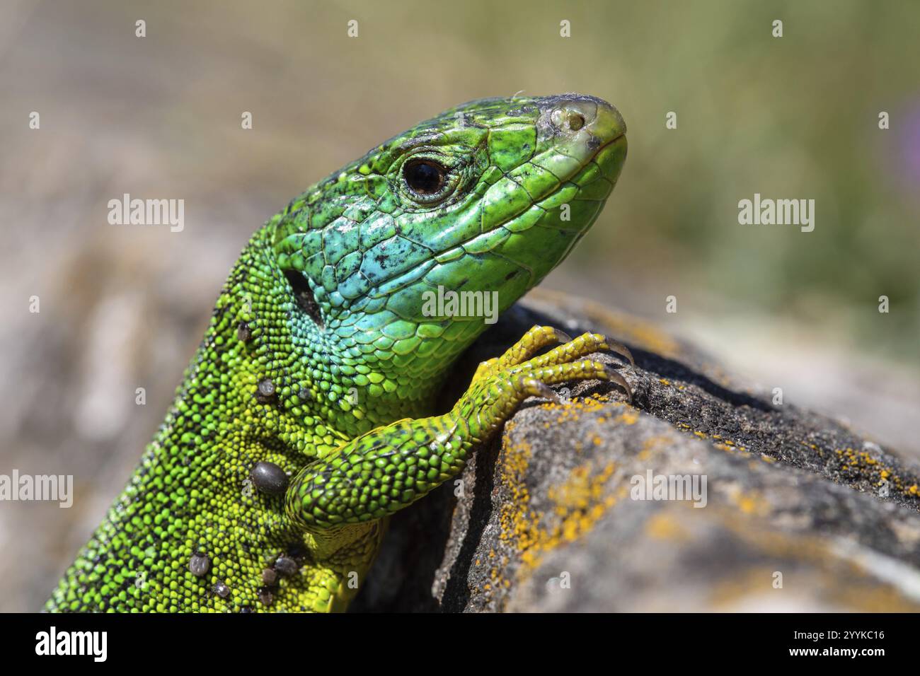 Western green lizard, Lacerta bilineata Stock Photo - Alamy