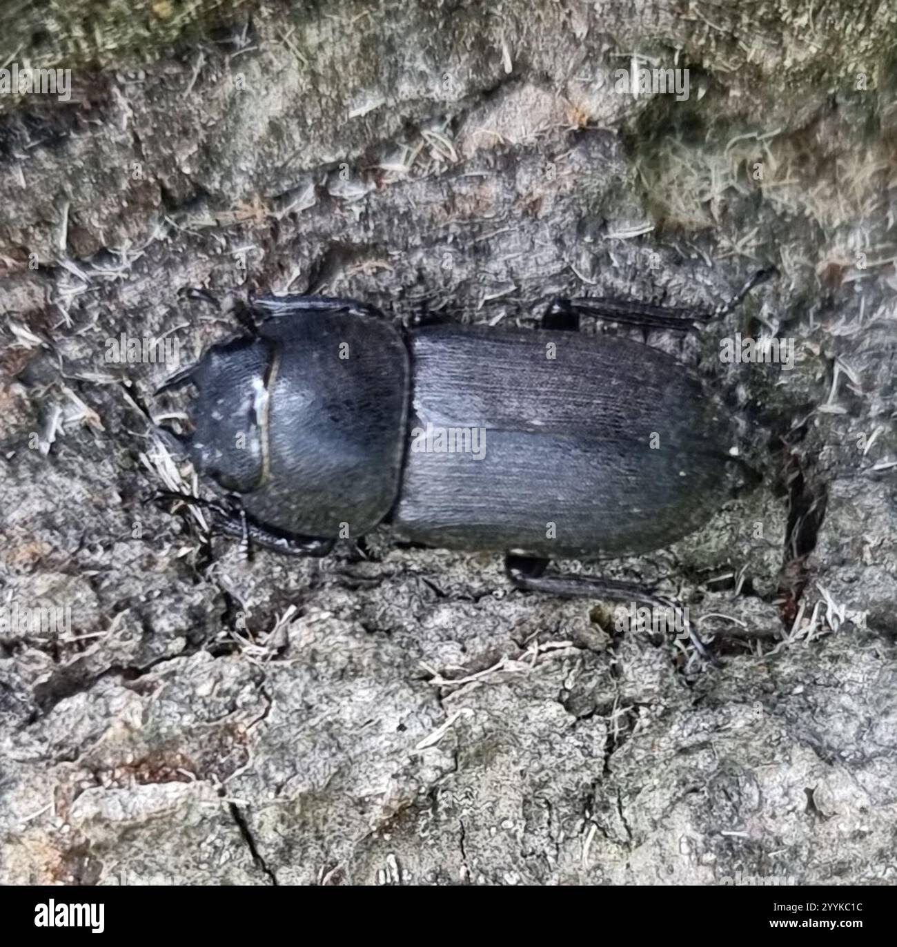 Lesser Stag Beetle (Dorcus parallelipipedus Stock Photo - Alamy